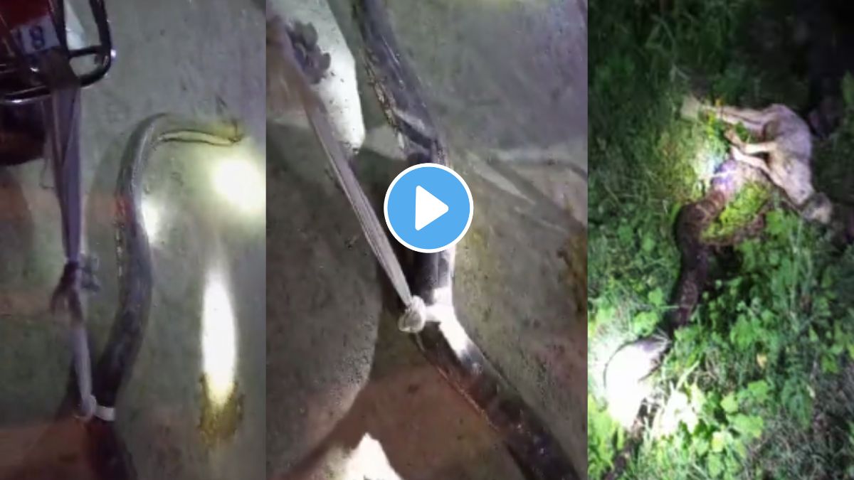 अजगराने गिळली बकरी, गावकऱ्यांनी बाईकला दोरी बांधून काढली बाहेर, व्हायरल ...