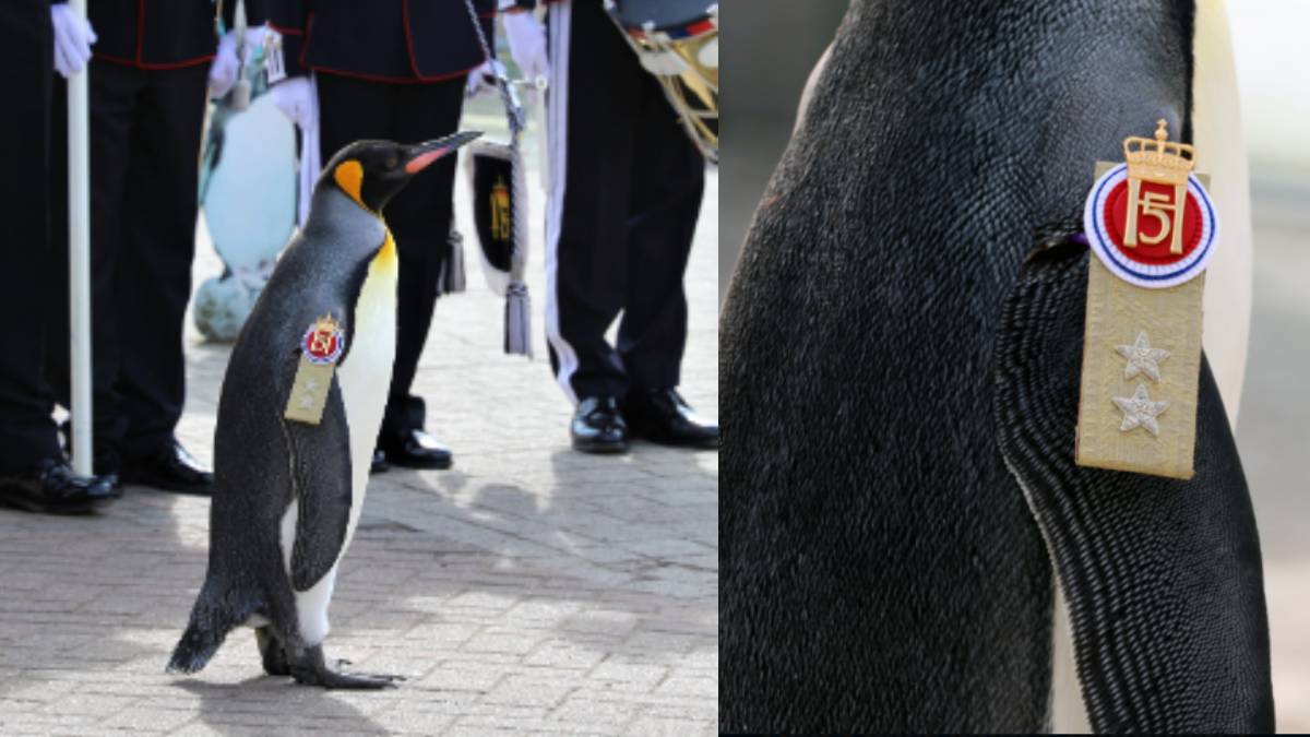 भेटा, सैन्यात तिसऱ्या क्रमांकावर पदोन्नती मिळालेल्या पेंग्विनला ...