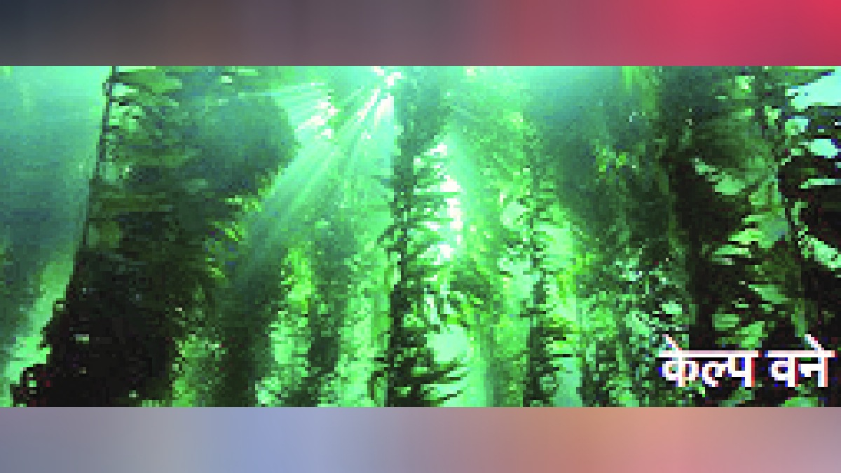 कुतूहल: महासागराच्या पोटातील वनस्पती | Kutuhal Plants in the belly of ...