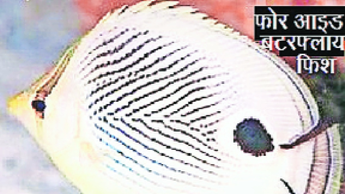 कुतूहल : सागरातील छद्मावरण | Kutuhal in the ocean Many sea creatures ...