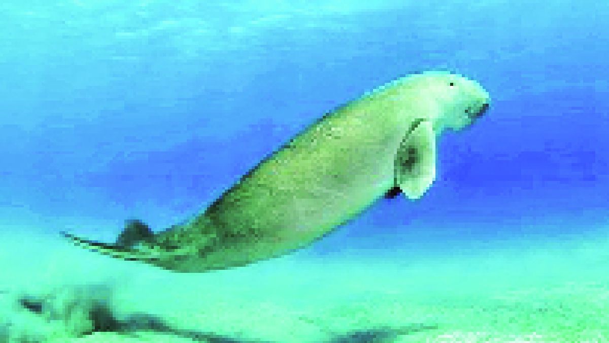 कुतूहल : समुद्रगायी संवर्धन प्रवास | Kutuhal Dugong Conservation ...