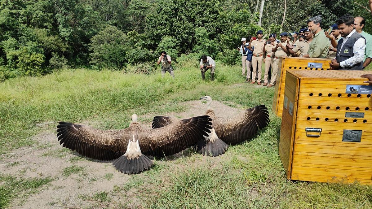 आकाशी झेप घे रे पाखरा! नागपूर ट्रान्झिट ट्रिटमेंट केंद्रातील उपचारानंतर ...