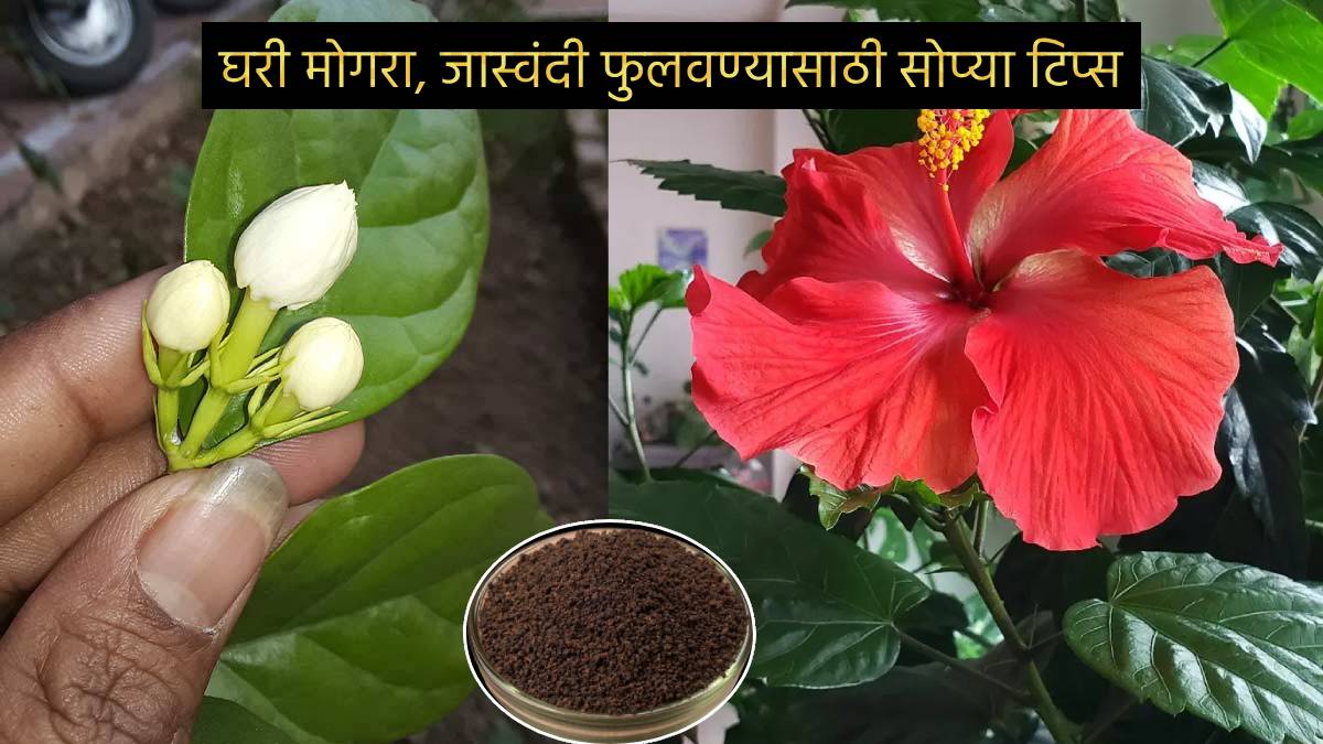 Flowers Garden at Home Balcony Grow Roses Zendu Jaswandi at Home With Simple Five Rupees Jugaad ...