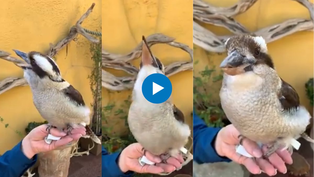 तुम्ही कधी असा विचित्र आवाज ऐकलाय का? 'या' पक्ष्याचे 'असूरी हास्य' ऐकून ...