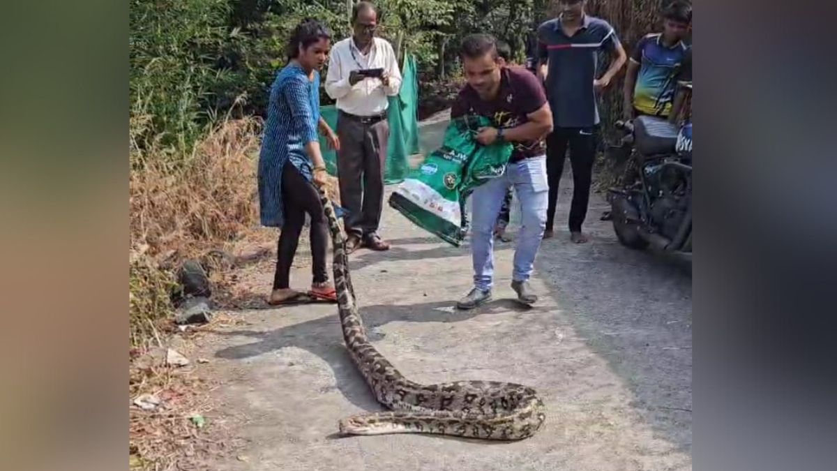 उरण : कळंबुसरे गावात अजगराने कुत्रा गिळला | python swallowed dog in Kalambusare village