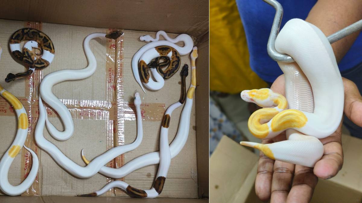 man held for smuggling exotic snakes and python at mumbai airport ...