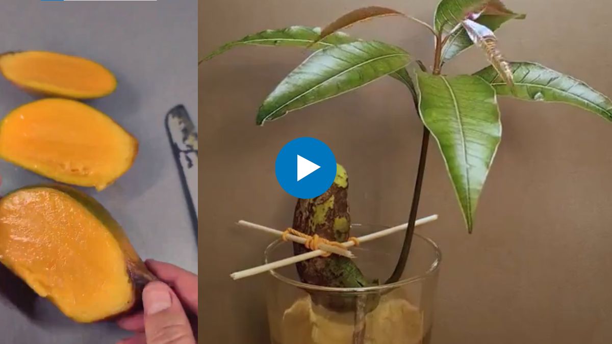 २० दिवसांमध्ये आंब्याच्या कोयीतून उगवले रोप! रोमांचक टाईमलॅप्सचा ...