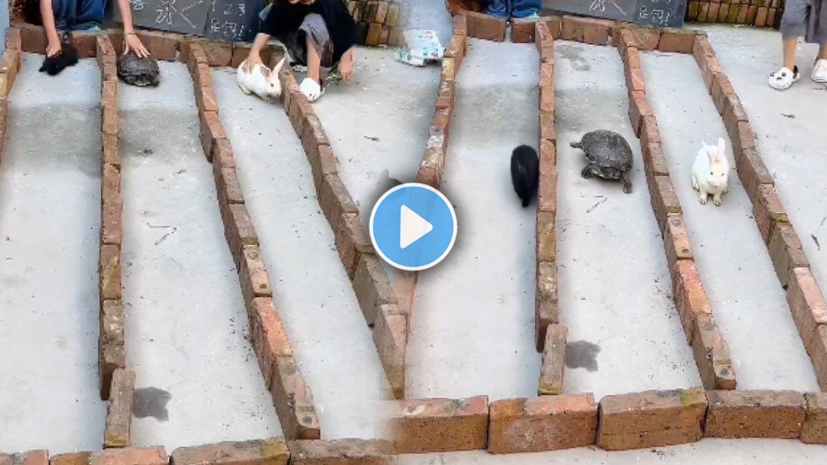 Viral Video Shows race between a tortoise and Rabbit Childrens Make ...