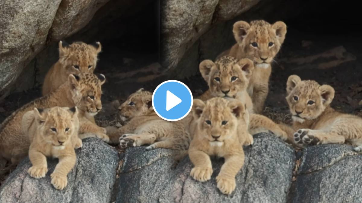 Lion Four cubs seated on a rock chilling outside their den watch ...