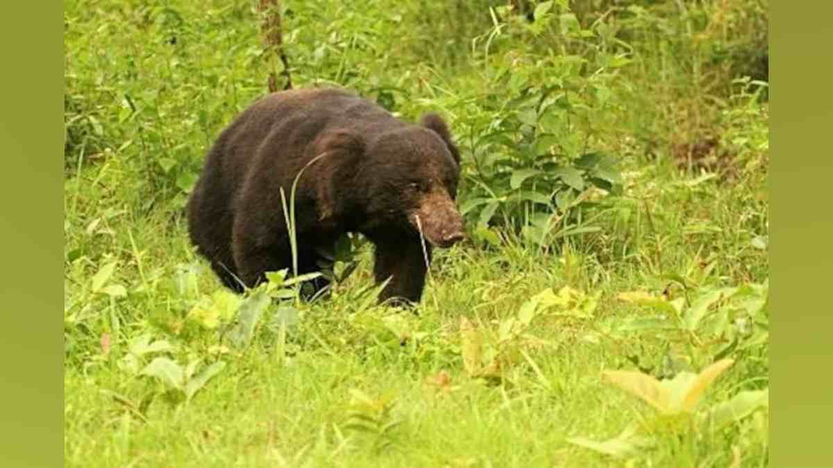 wardha Bear Attack Kills Farmer in Karanja tehsil s narsingpur village ...
