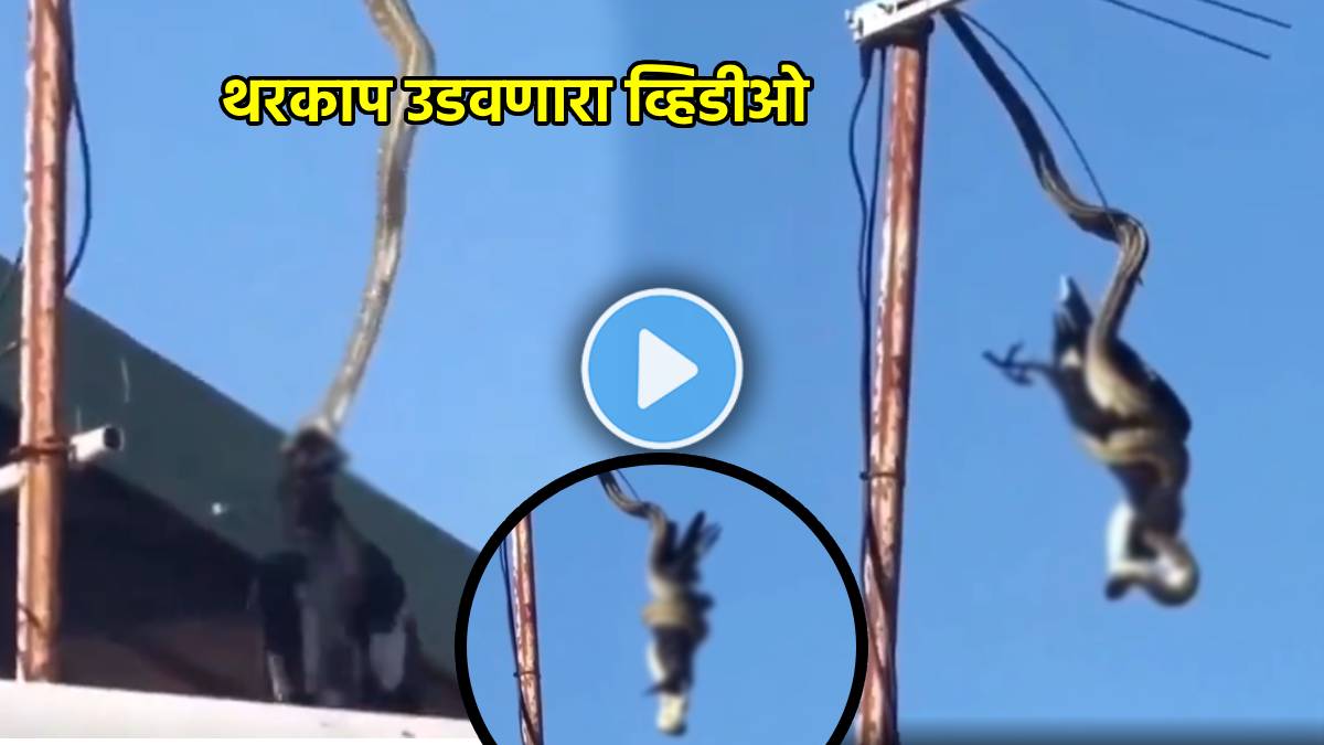 Python viral video python hanging from pole caught the crow in the air ...