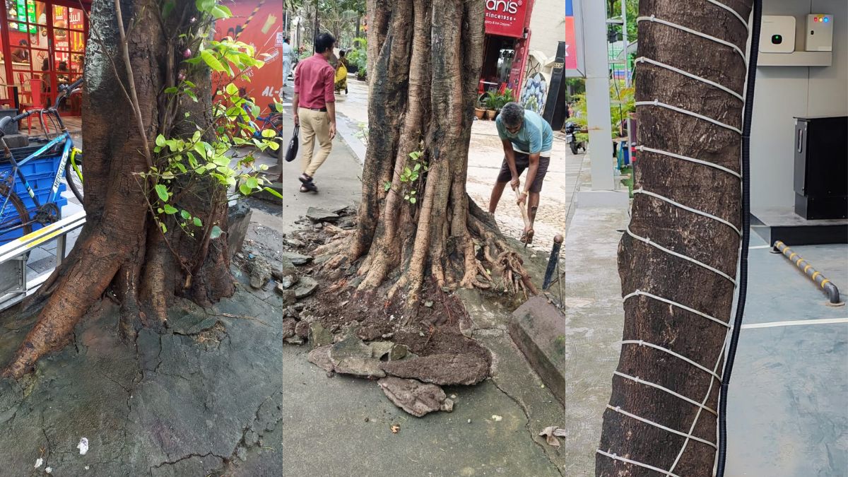 Campaign by Green World Movement for tree conservation | वृक्ष ...