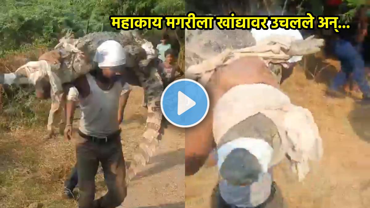 Crocodile Rescue Operation Video Viral Man Carries 20 Foot Crocodile On ...