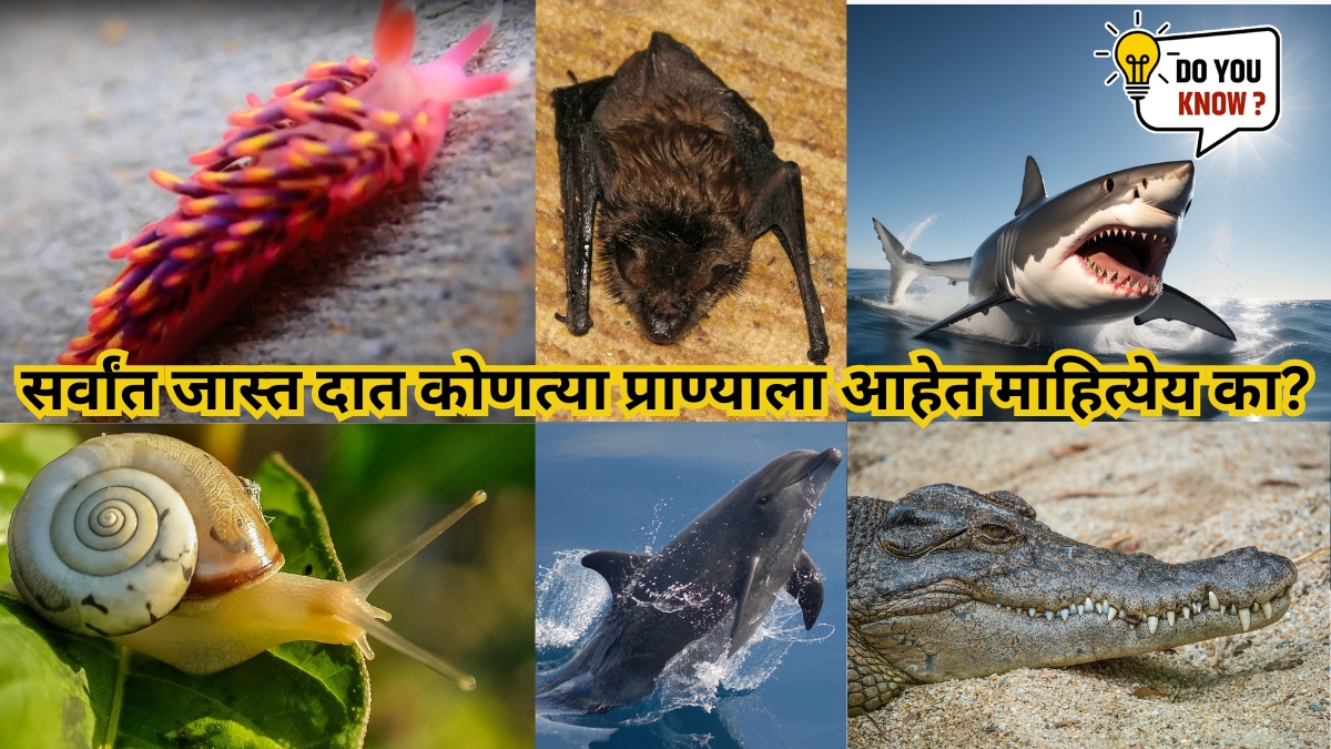 Do you know which animal has the most teeth These are the 10 animals ...