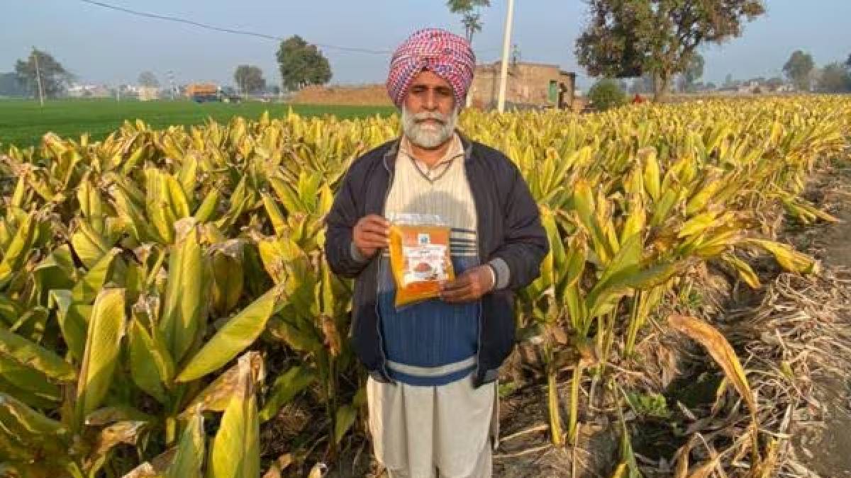 Success Story Manjit Singh Cultivated turmeric by taking land on rent ...