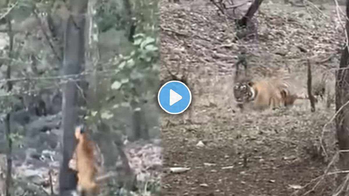 Viral Video Tiger attacks leopard with the speed You will get shocked ...