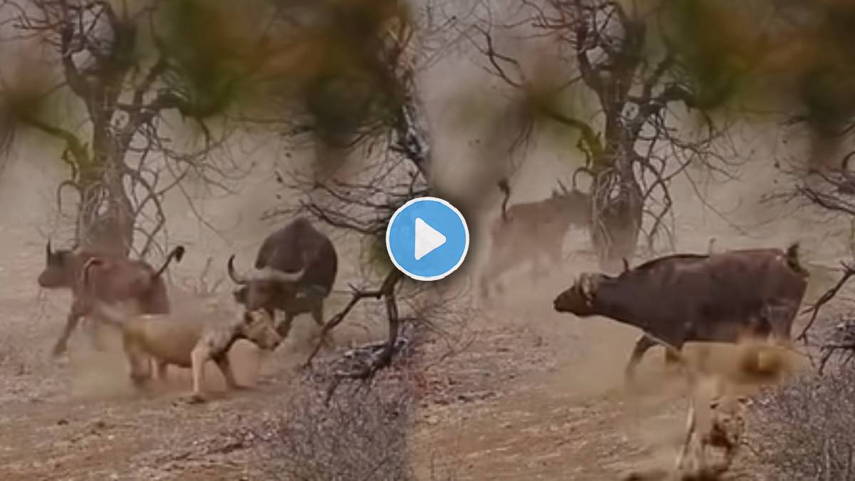 Viral Video Buffalo fights with lion to for baby You will be shocked to ...