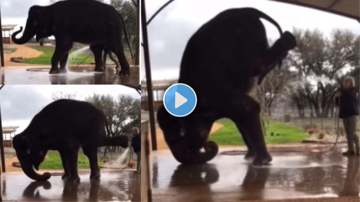 this elephant is doing headstand You won't believe your eyes after ...