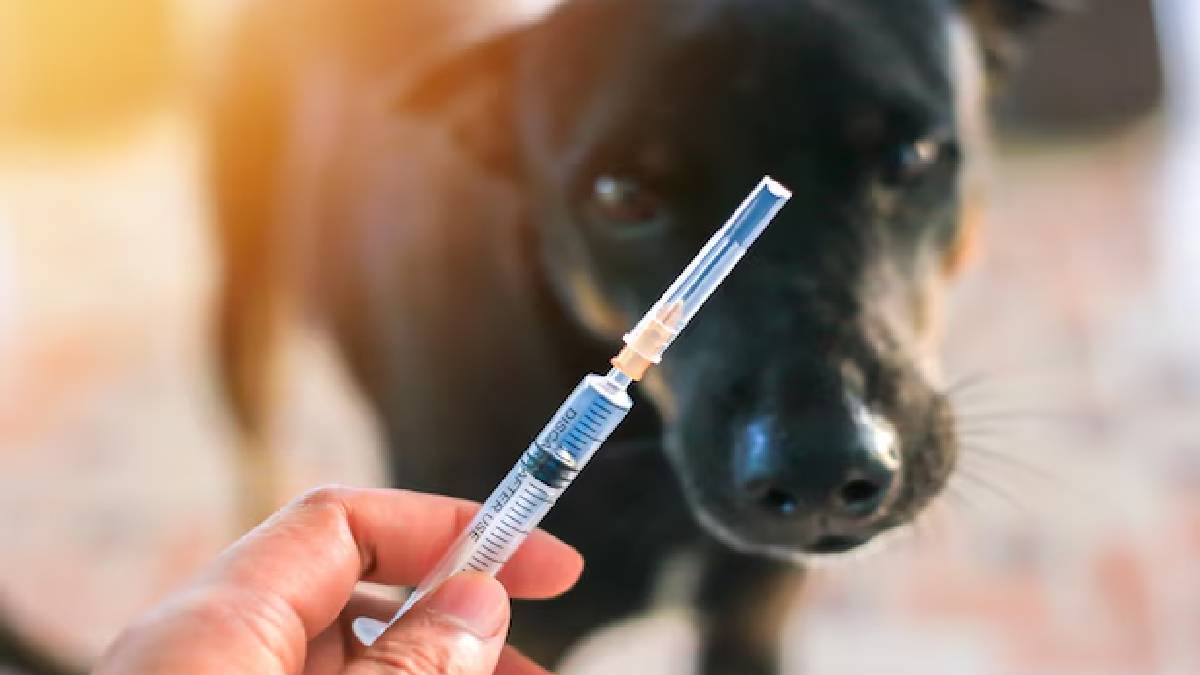 Shortage of dog bite injections in Kalyan Dombivli Municipal ...