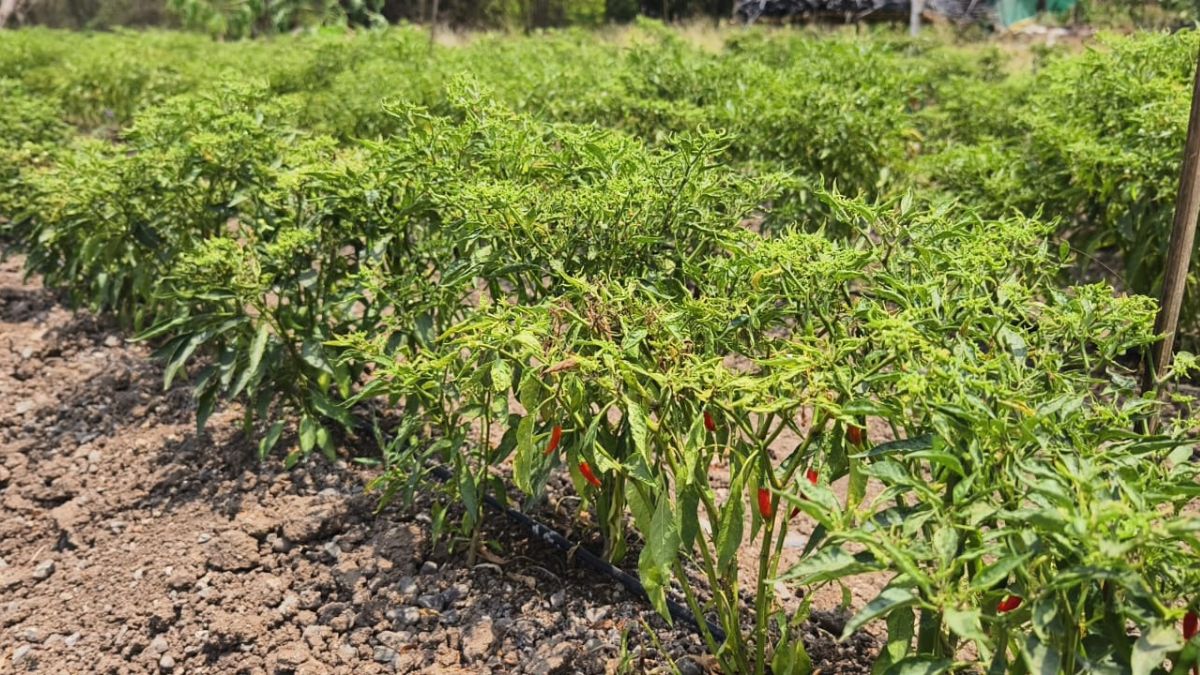 Impact of climatic anomalies on chilli crop in Dahanu taluka ...