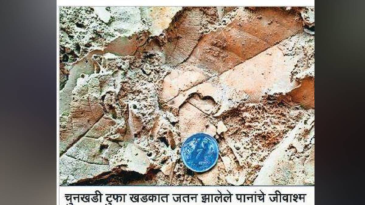 Loksatta kutuhal Limestone in the black rock region of the Indian ...