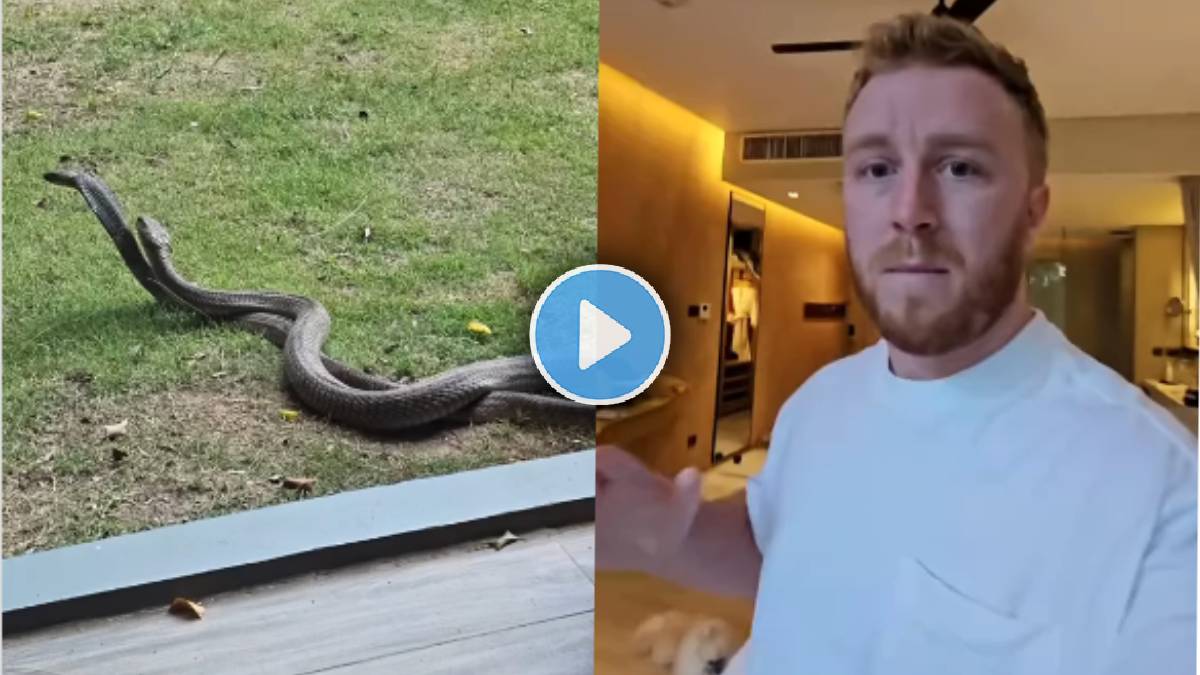 King Cobra Shocking Video tourist spots massive king cobras outside hotel room in thailand what ...