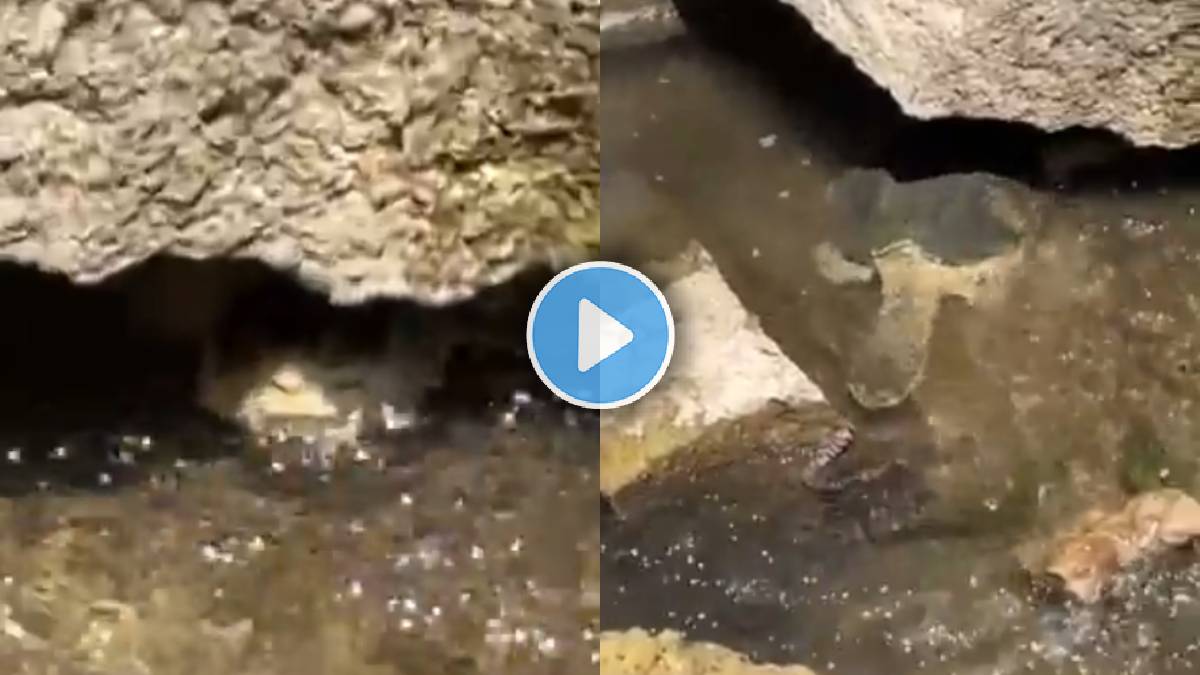 Turtle Eats Live Snake Video Viral turtle hides in water to attack on ...