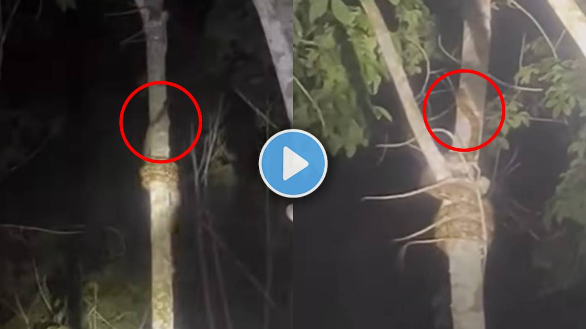 snake shocking video massive python climbs tree in a mesmerising way ...
