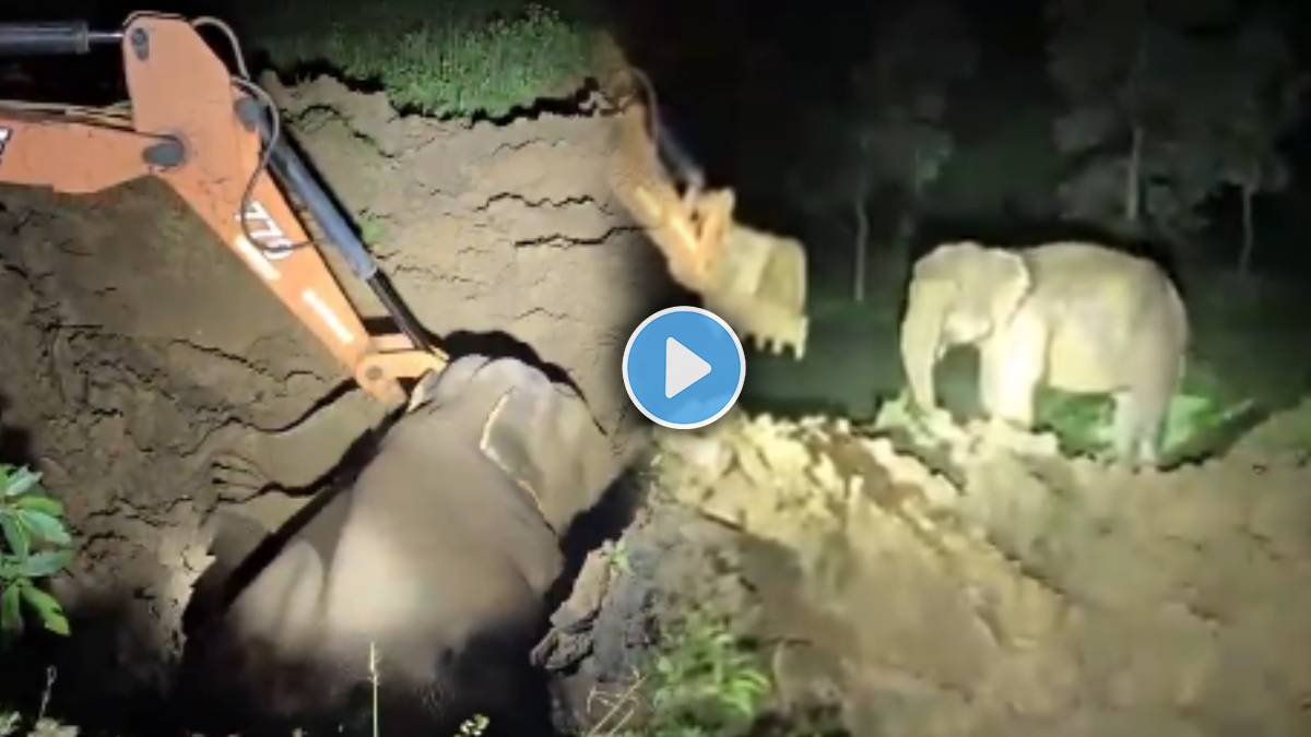 video Rescued elephant shows gratitude to JCB and soldiers with her ...