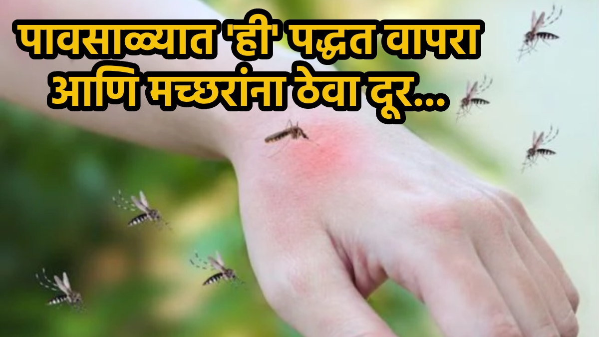 mosquito solution How to get rid of mosquitoes inside the house ...