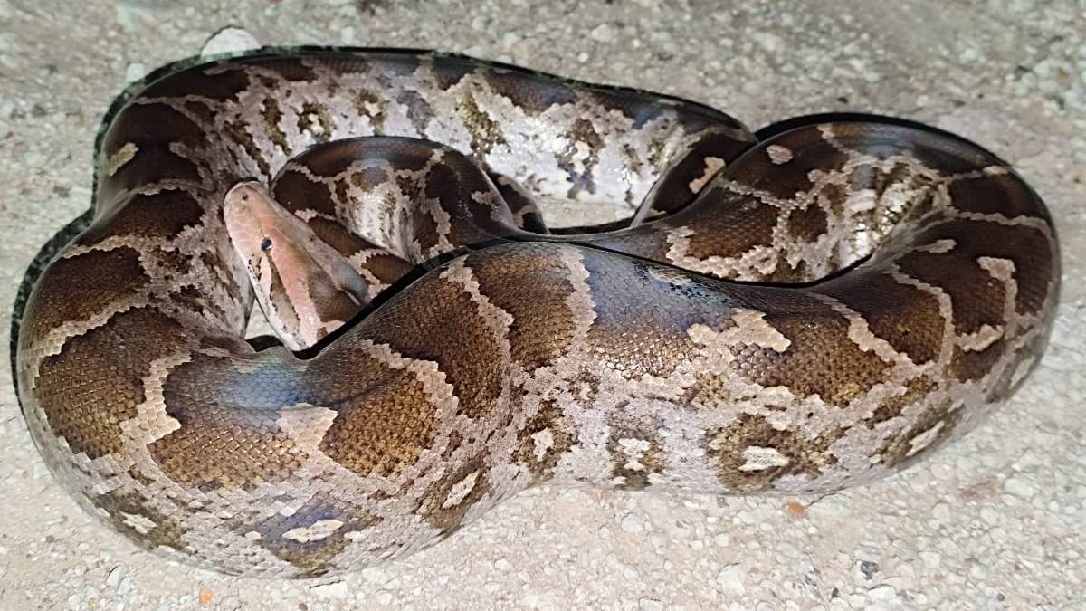 python on main road of Nagpur city cause Causes Traffic Jam | बापरे ...