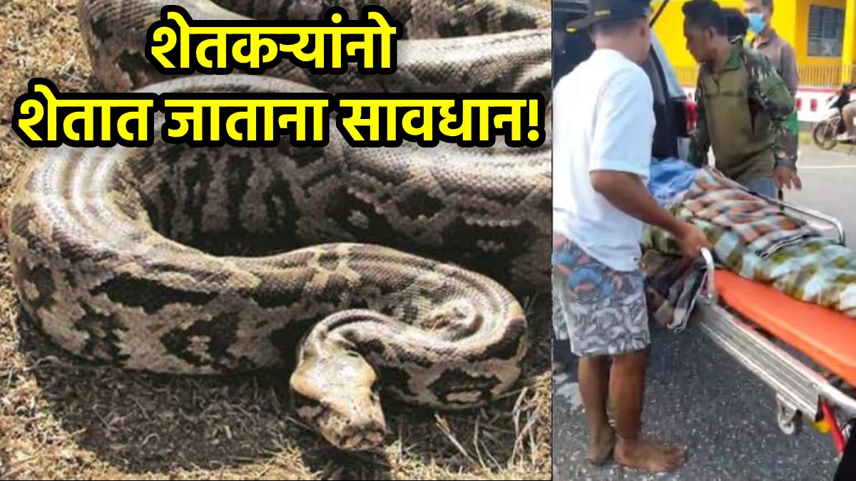 python attack farmer shocking incident in Indonesia python farmer ...