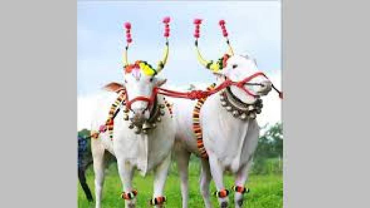 पोळ्याला पळसाची फांदीच दारावर का ठेवली जाते?… सांगा कुणीतरी… हे आहे ...