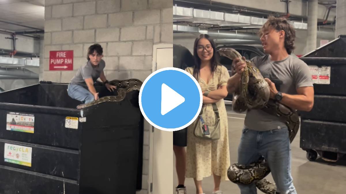Python Rescues Shocking Video Los Angeles man who Captures 20 Foot ...