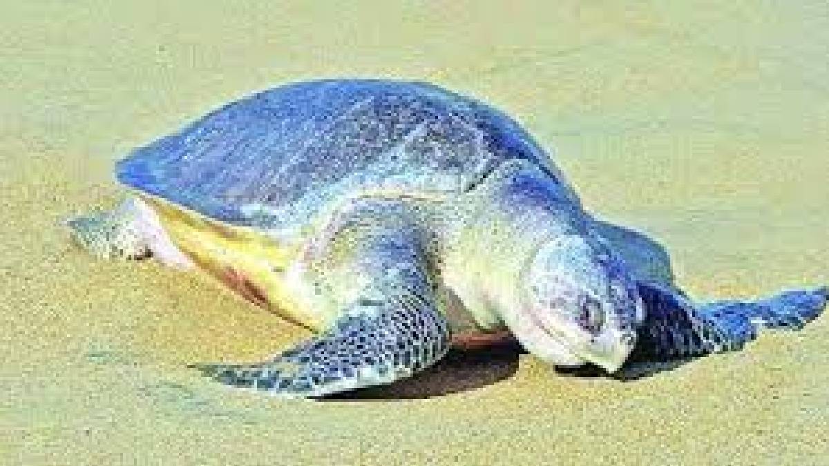 Laparoscopic egg binding surgery successful by Pune veterinary doctor pune print news | अखेर ...