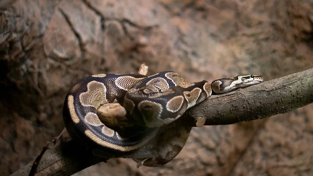 Which is the laziest snake in the world Do you know this thing about ...