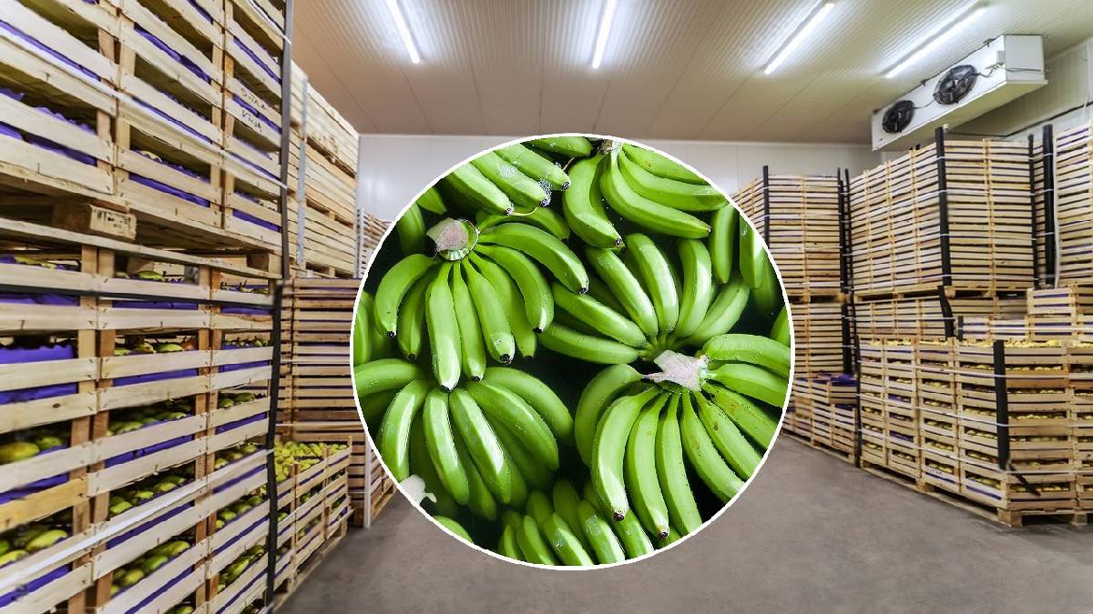 Jalgaon Banana : केळी उत्पादकांसाठी खुशखबर… जळगावात २०० पेक्षा अधिक शीतगृहे उभारण्याच्या हालचाली ...