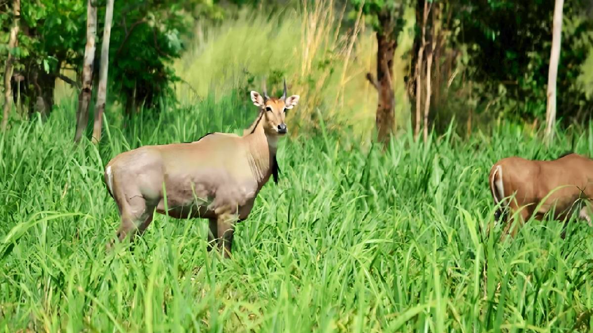 Crop Protection : केंद्र सरकारचा मोठा निर्णय; वन्य प्राण्यांमुळे ...