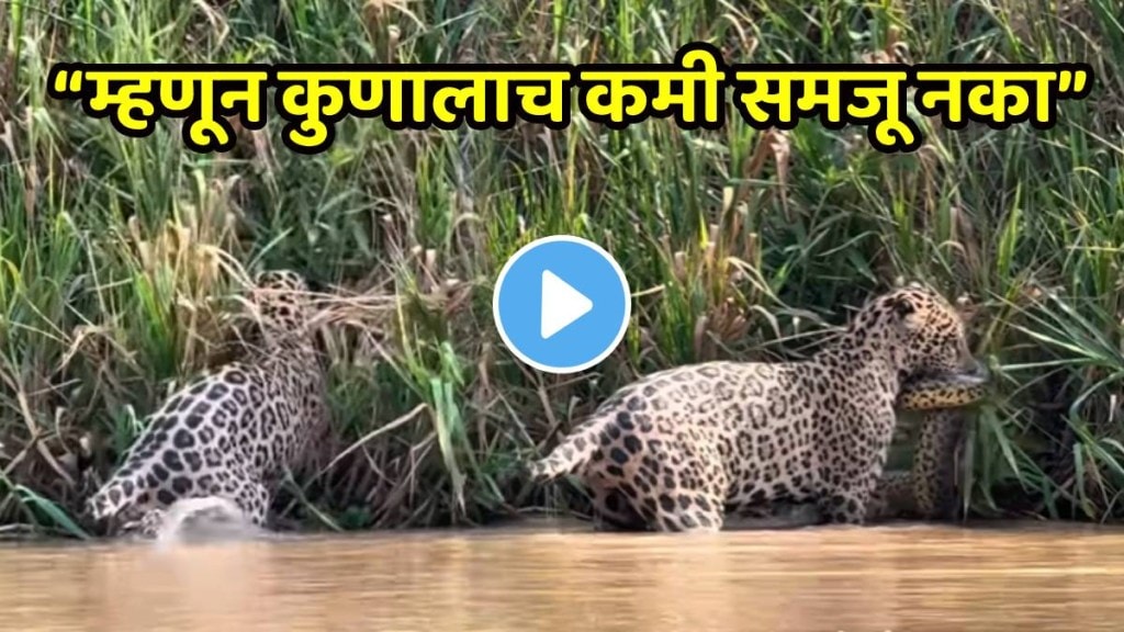 “म्हणून कुणालाच कमी समजू नका” जॅग्वारनं अवघ्या २५ सेकंदात भल्यामोठ्या ...