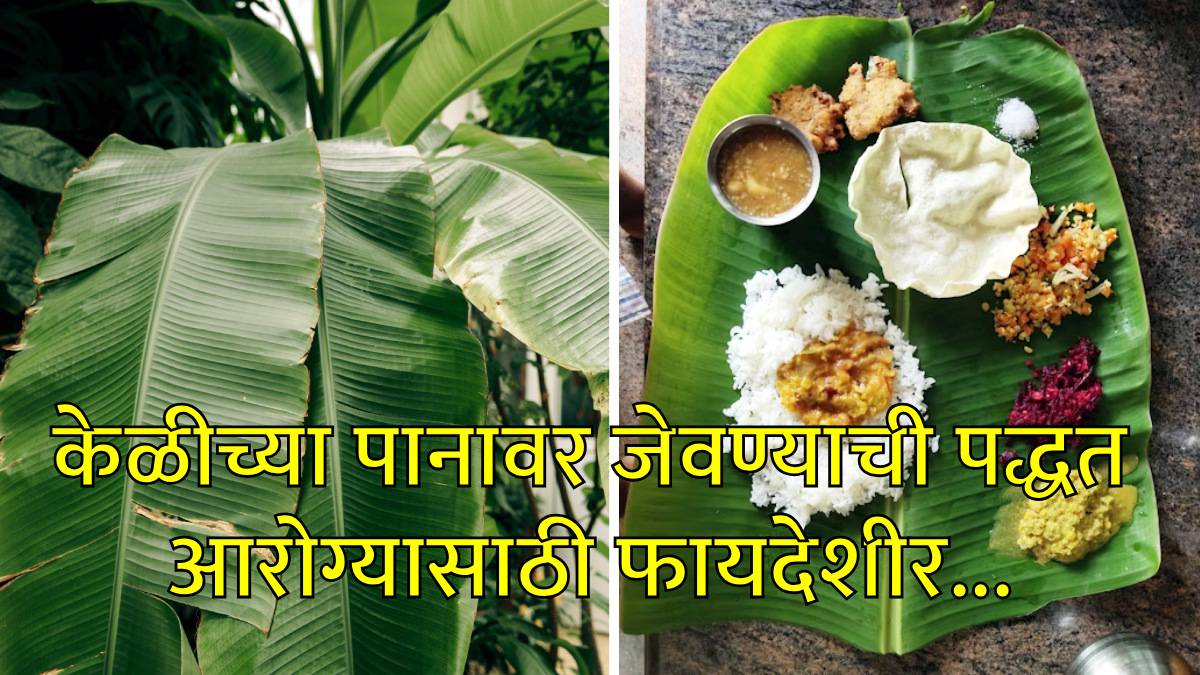 केळीच्या पानावर जेवण्याचे आरोग्यासाठी असंख्य फायदे, म्हणून हजारो ...