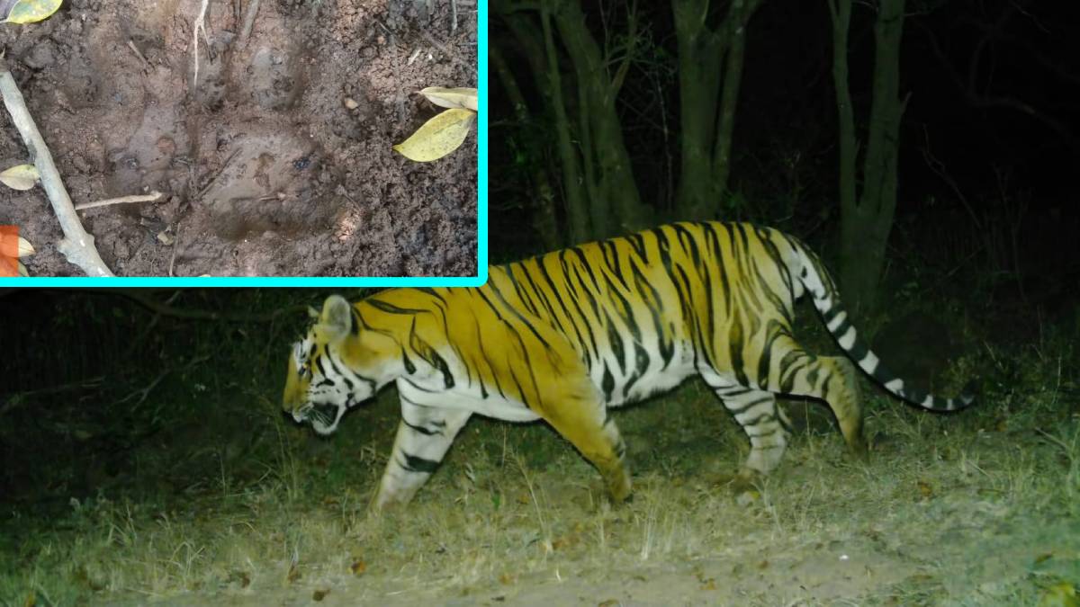 “सेनापती”ला मिळाली “चंदा”ची साथ, सह्याद्रीच्या जंगलात इतिहास घडेल ...