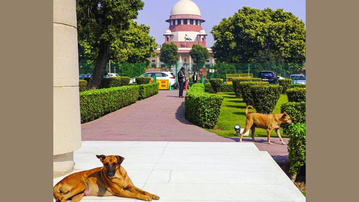 ‘कोणता कुत्रा चावण्याच्या मनस्थितीत आहे, याचा अंदाज कसा लावणार ...