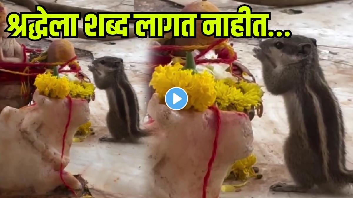 देवाला ओळखायला शब्द लागत नाहीत… खारुताईनं महादेवासमोर जोडले हात अन् ...