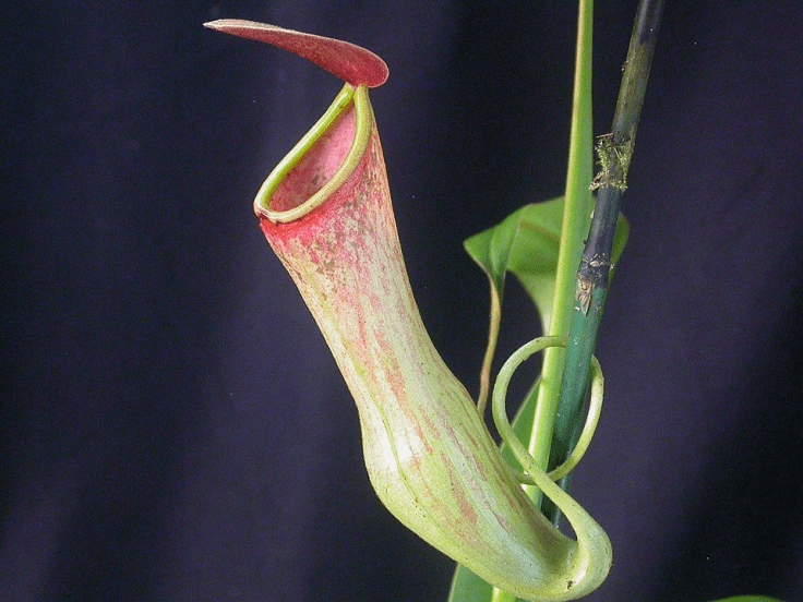 Carnivorous Plants in India: Types, Examples, Uses, and Conservation