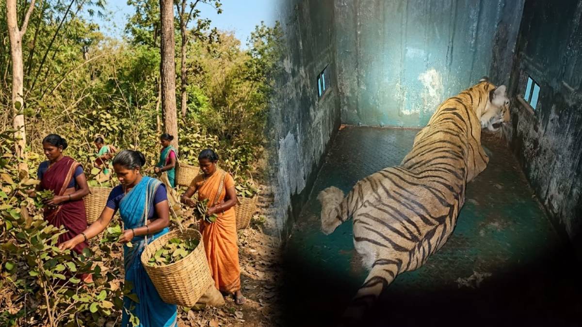 Chandrapur News: Sindewahi Man-eater Tigress Captured | चंद्रपूर: ४ ...