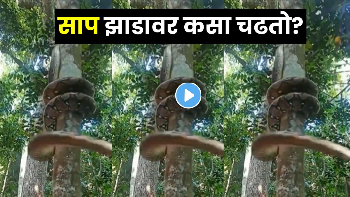 Snake Climbs Tree In Shocking Viral Video Internet Users Left Terrified ...