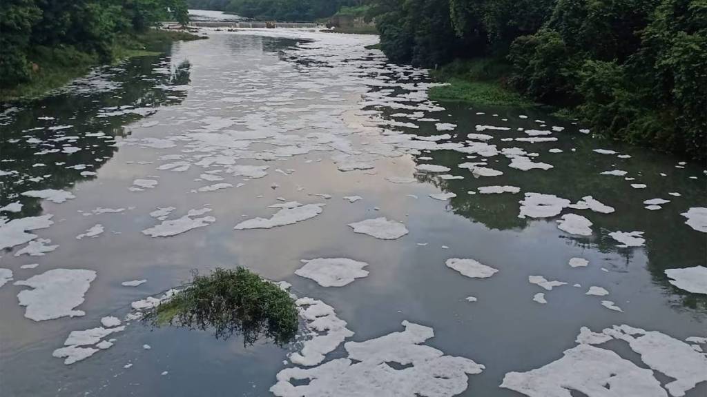 Animal Waste in Pavana River Pimpri Chinchwad | पवना नदीत जनावरांचे ...